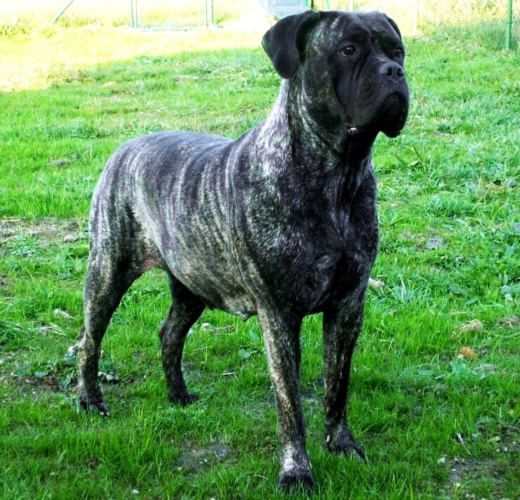 Puma Izz Rott-Bull :: PUMA - BULL